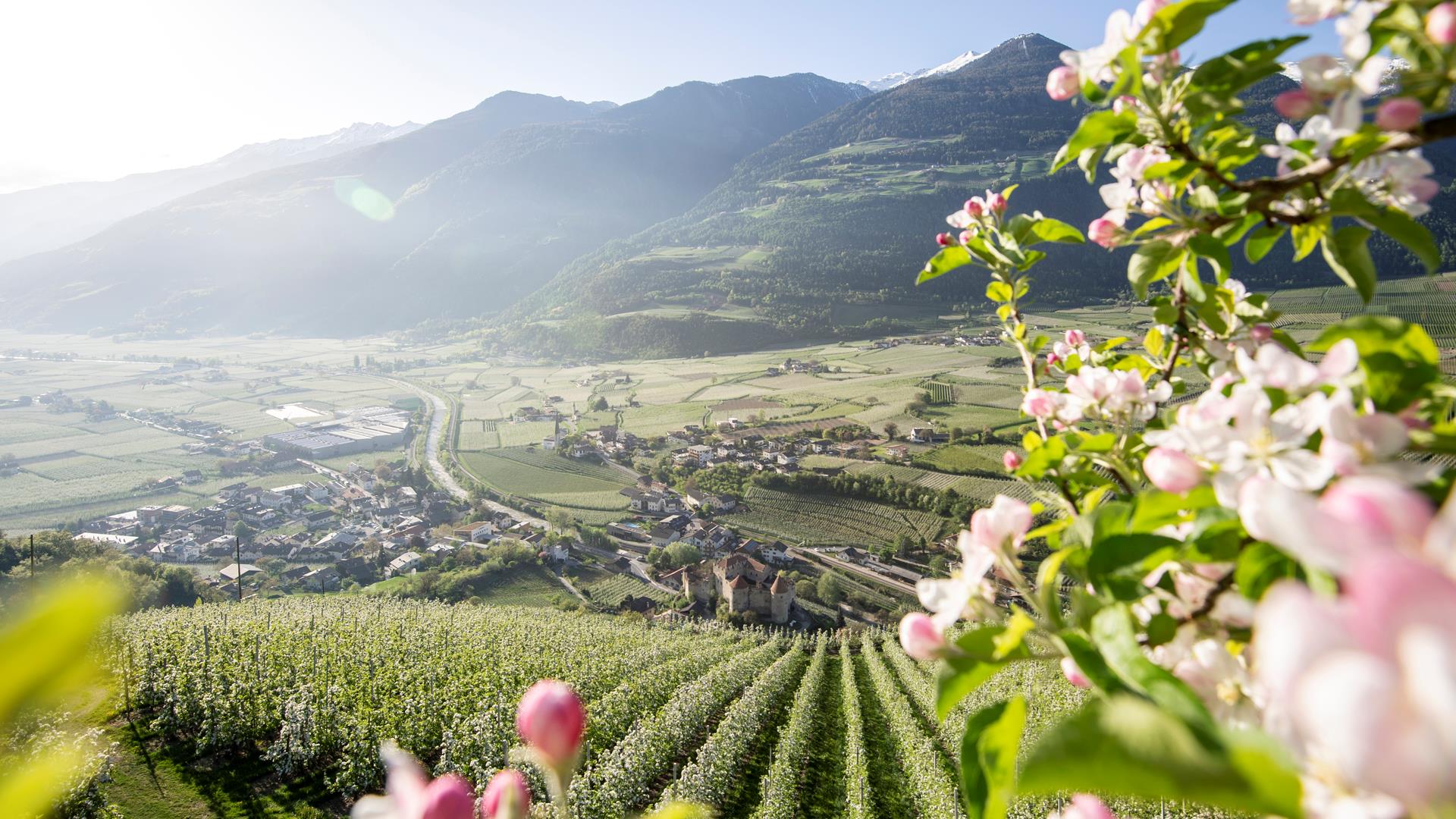 Experience South Tyrolean Apples: get to know the work of the farmers